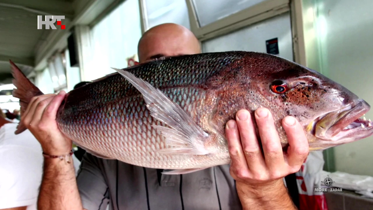 Njihova visočanstva ribe - ovo su kraljevi i kraljice Jadrana - HRT