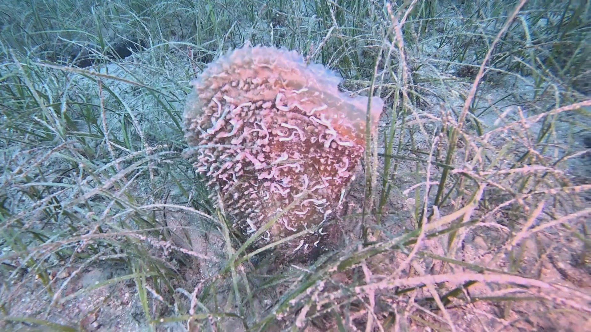 Ronioci na Krku slučajno uočili živu plemenitu perisku - HRT