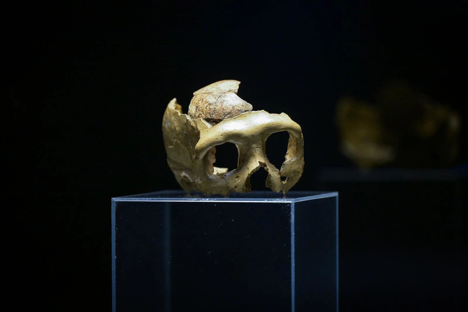 Otvorena izložba "Lubanja C - svjetska paleoantropološka baština" - HRT