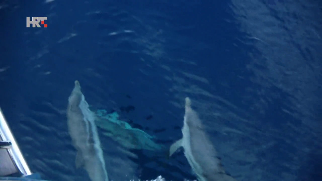 Kako promatrati kitove, dupine i morske kornjače? - HRT