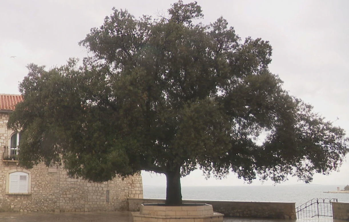 Rapska crnika konkurira za najljepše stablo Europe - HRT