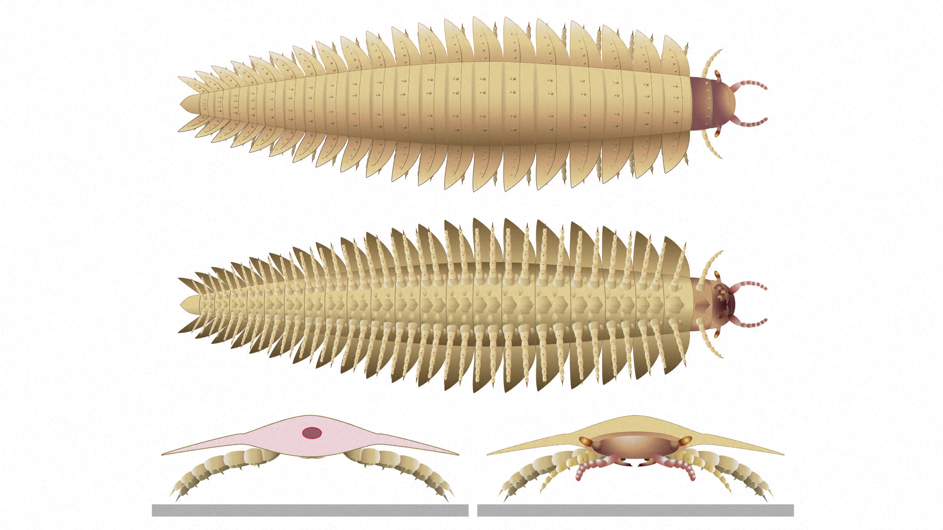 Kako je izgledala glava najveće stonoge na Zemlji? - HRT