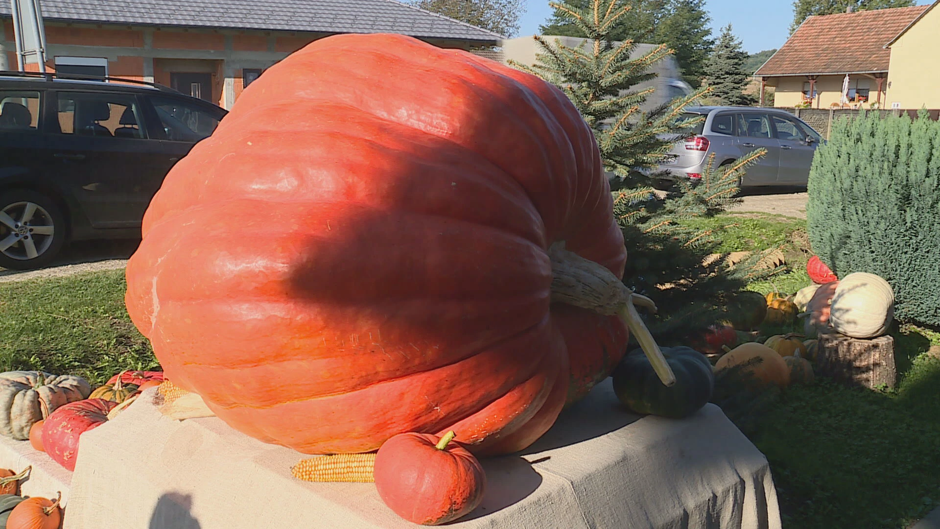 Najveća podravska bundeva - HRT