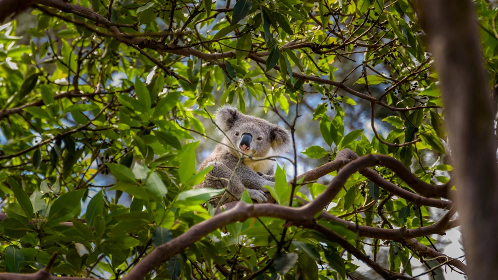 Sade se 'koridori za koale' kako bi se spasio ugroženi australski ...