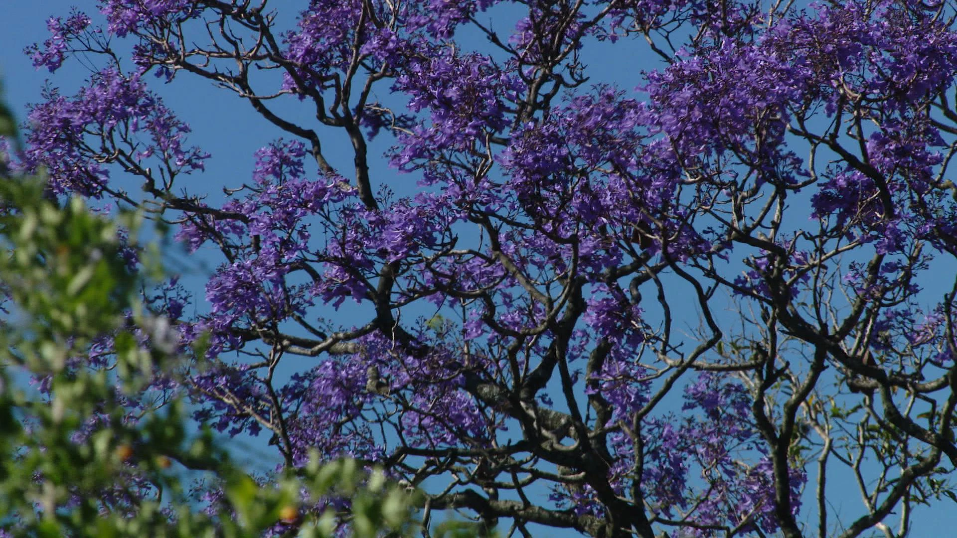 Moj put: Rijeka šarenih ptica - HRT