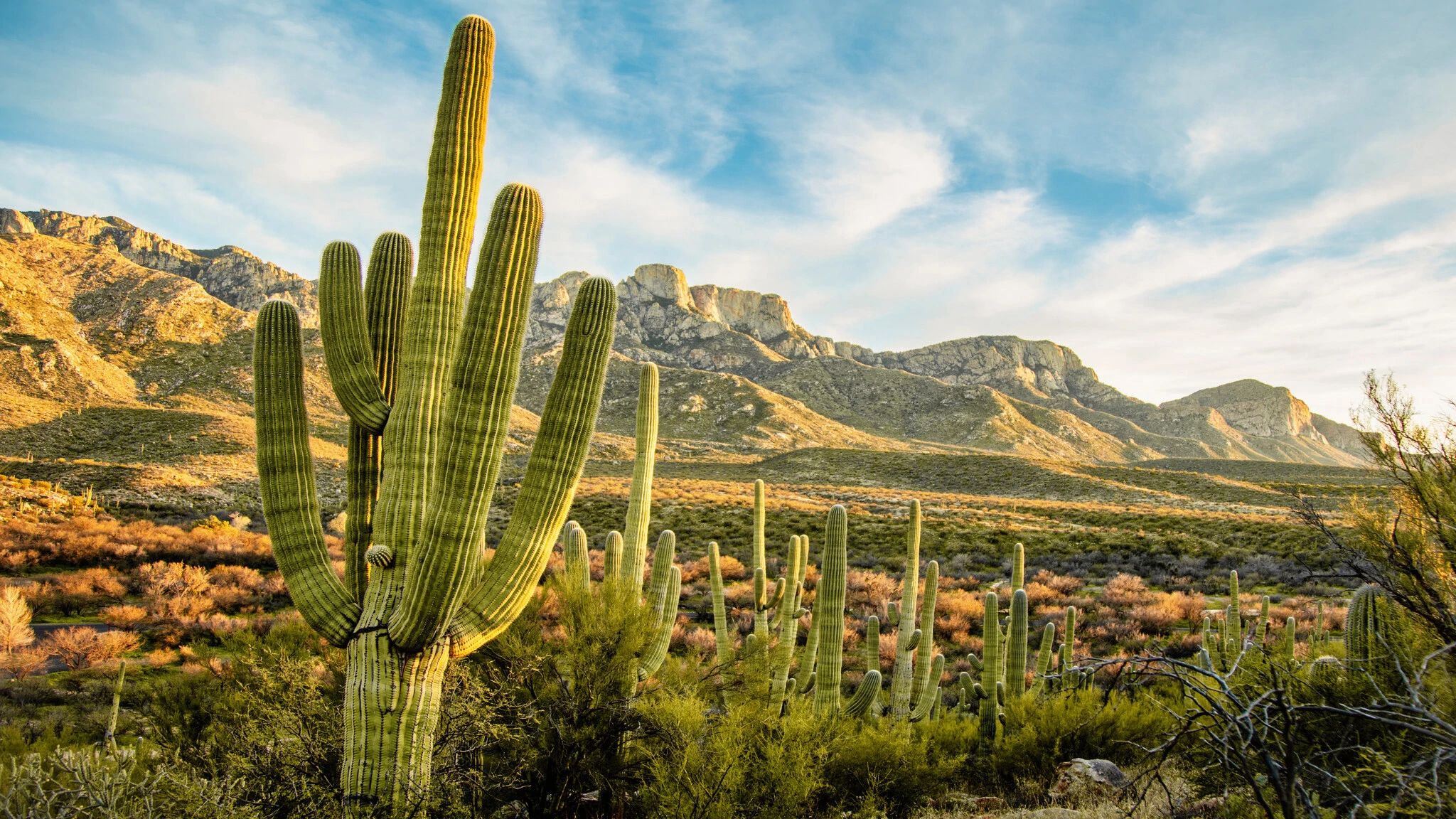 Zeleni planet: Pustinjski svjetovi - HRT