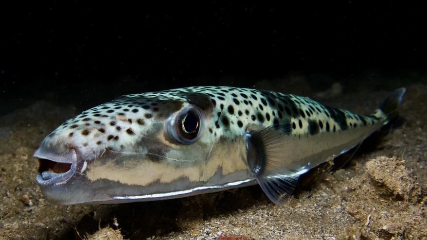 U Medulinskom zaljevu pojavila se jedna od najotrovnijih riba - HRT