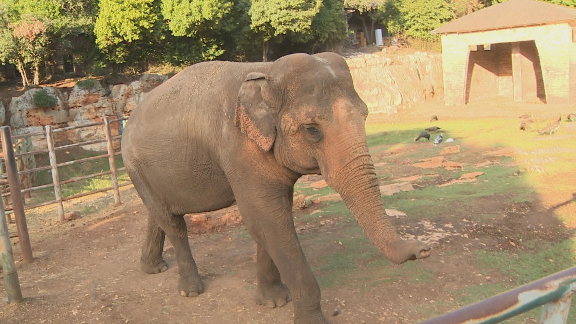 Lanka slavi 50. rođendan - HRT