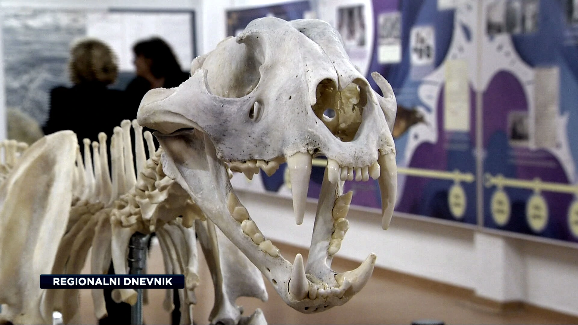 Prirodoslovni muzej u Splitu slavi stotu obljetnicu - HRT