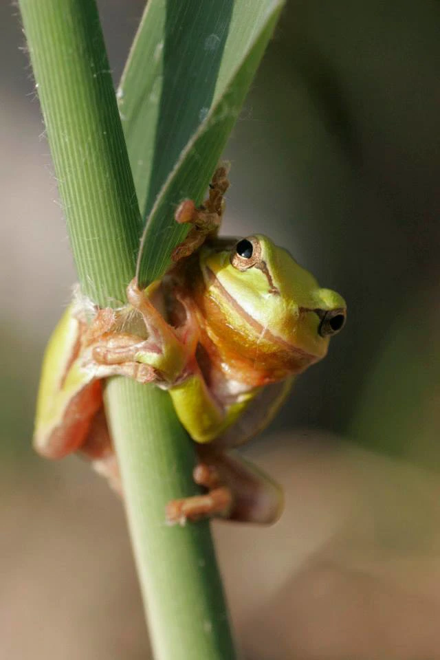 Svjetski dan žaba u ZOO-u - HRT