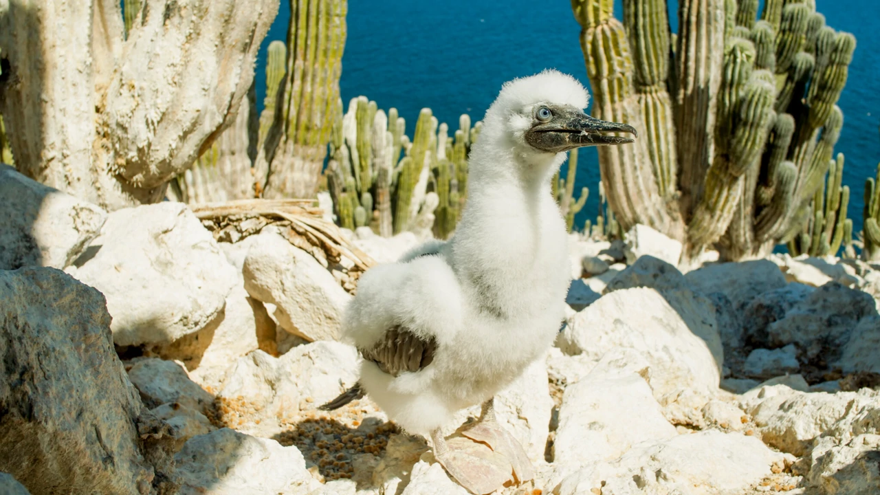 Zeleni planet: Pustinjski svjetovi - HRT