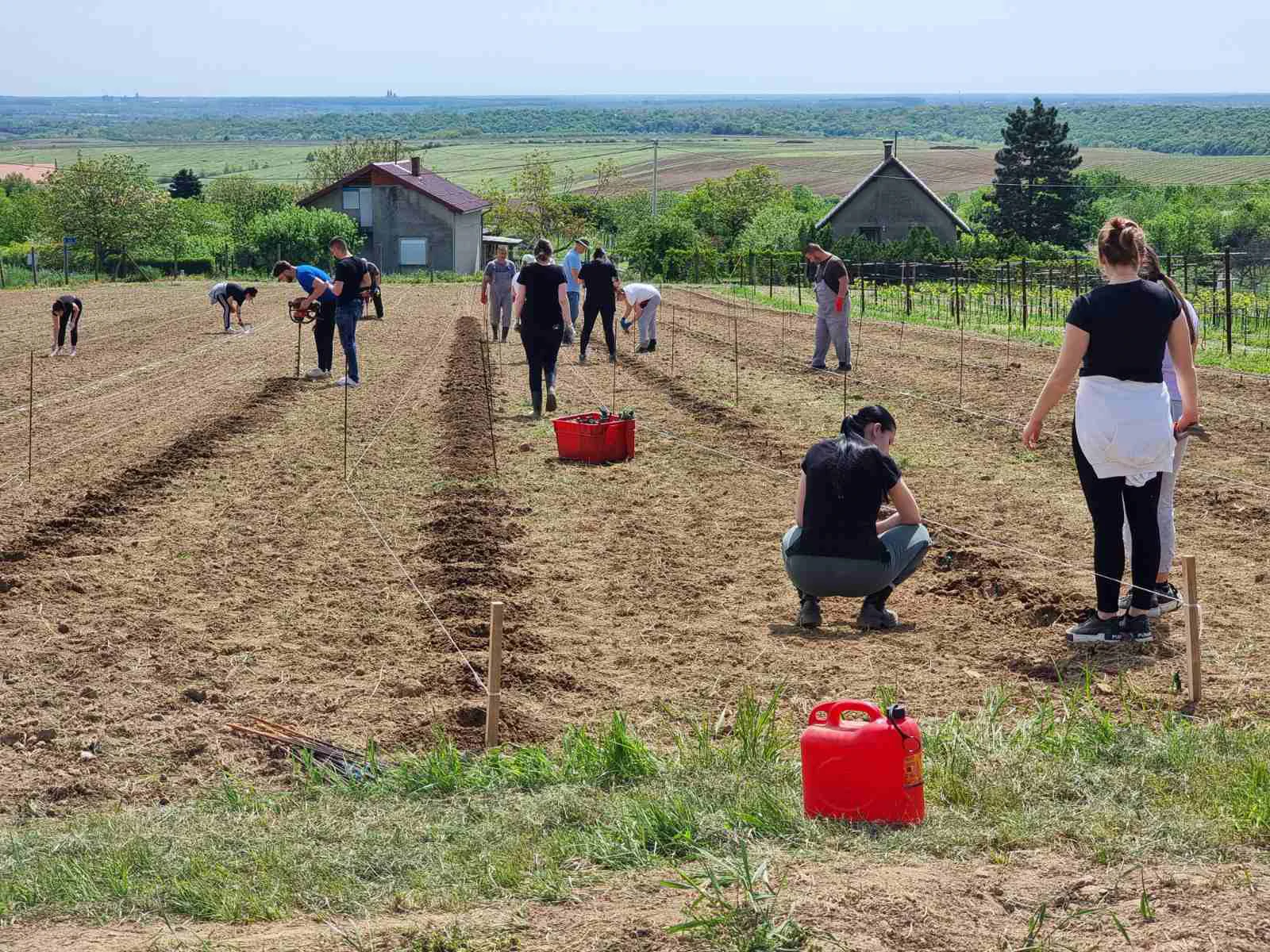 Sadnja novih sorata vinove loze u Mandićevcu - HRT