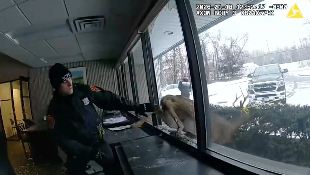 Neobični provalnik: Jelen ušao u banku kroz prozor, a izveli ga ...