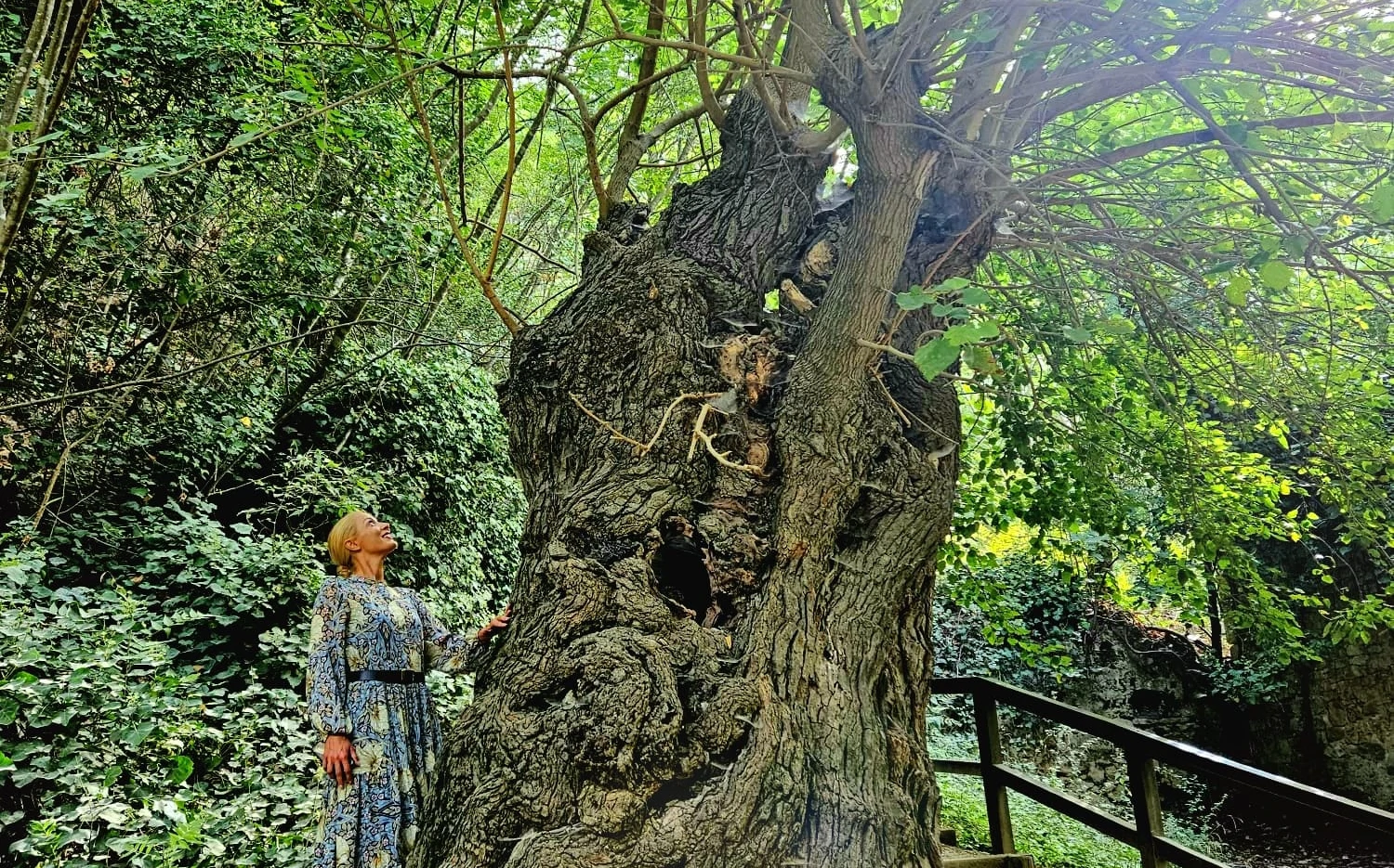 Murva iz Nacionalnog parka Krka hrvatsko je stablo godine 2023. - HRT