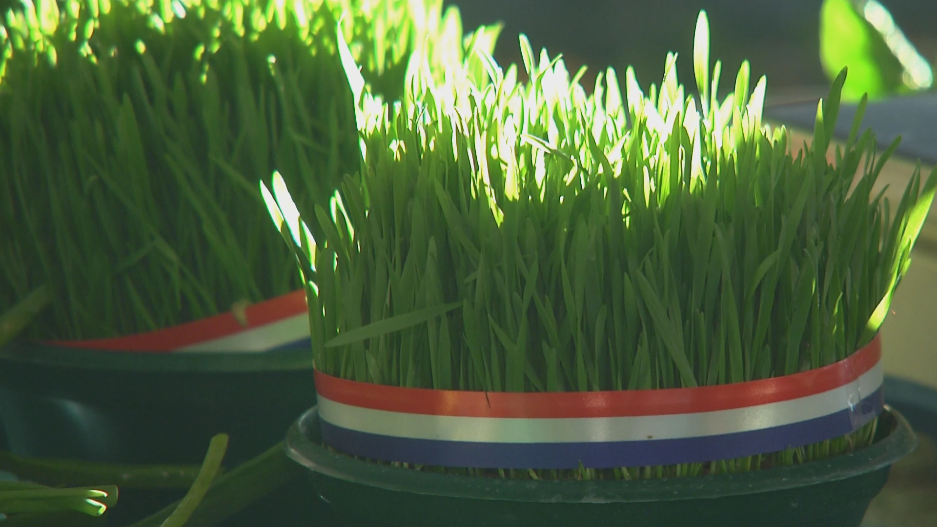 Blagdan je Svete Lucije, sije se božićna pšenica - HRT