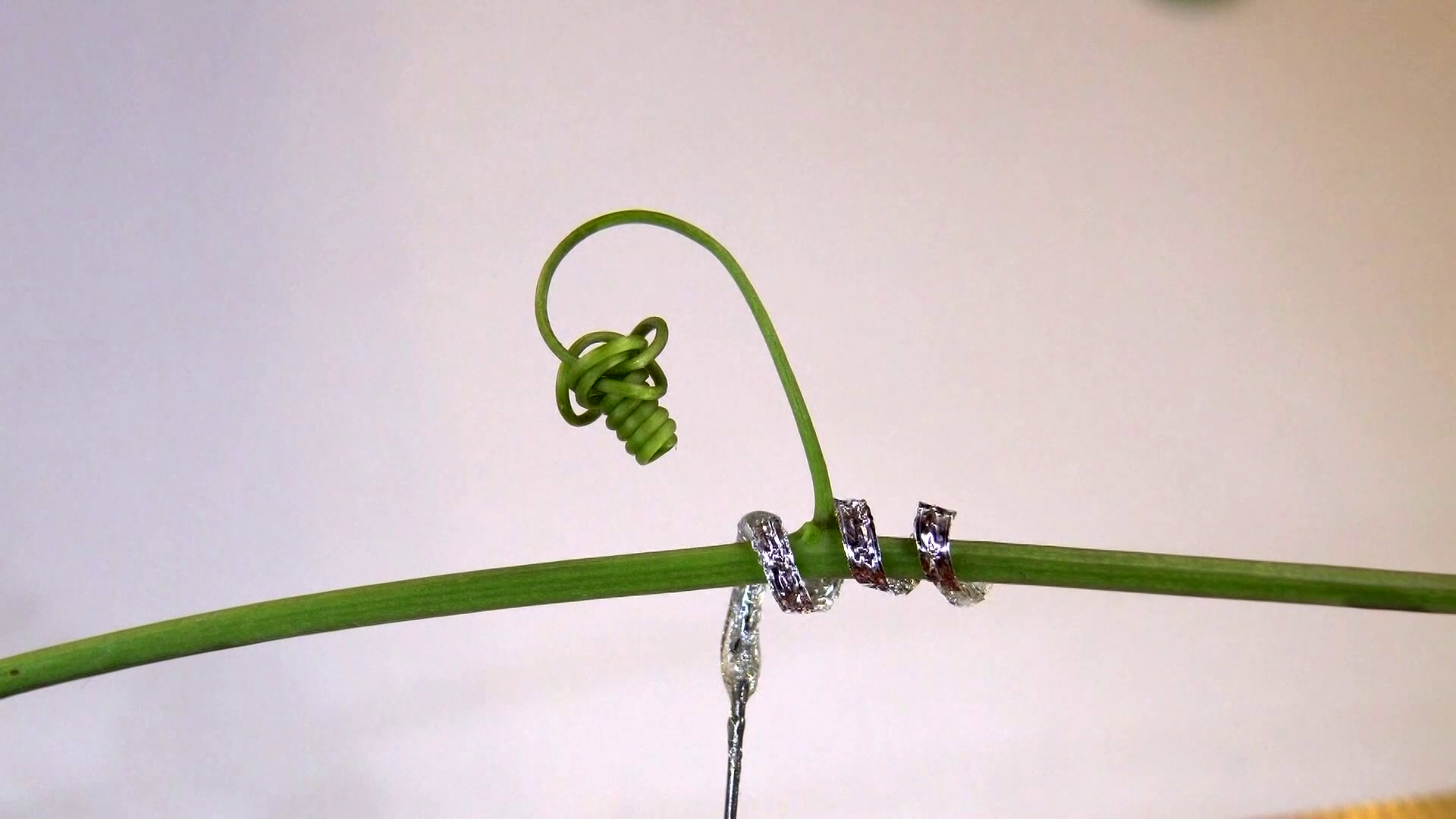 FiloBot - robot inspiriran biljkama - HRT