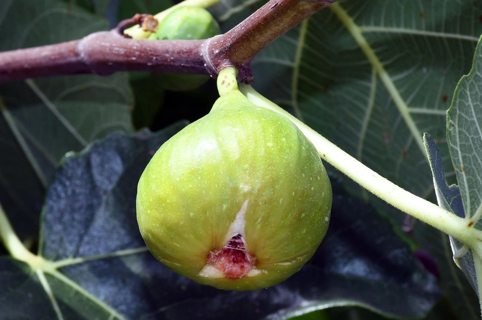 Neuništiva skradinska smokva: Simbol života i snage - HRT